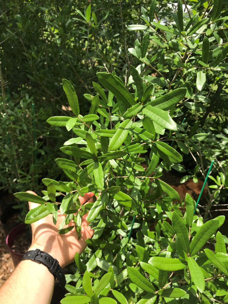 Live Oak – Wildlife Habitat Resources